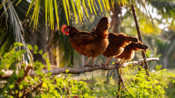 Our Farm | Sustainable Practices & Fresh Products