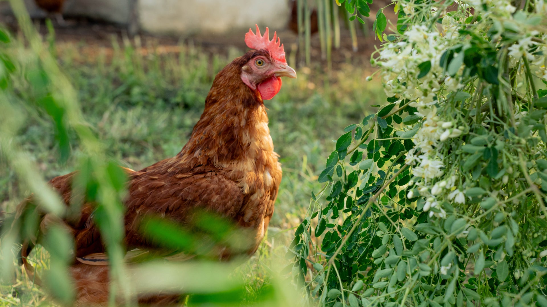 Our Farm | Sustainable Practices & Fresh Products