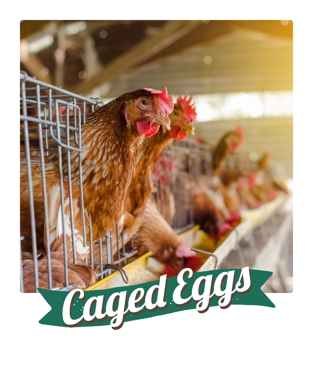 Farm Made Foods - Free Range Eggs, Coconut Candy, Ladoo & Sugar