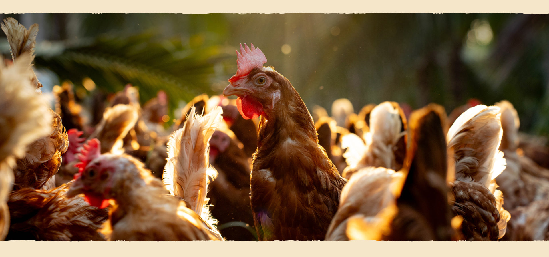 Farm Made Foods - Free Range Eggs, Coconut Candy, Ladoo & Sugar