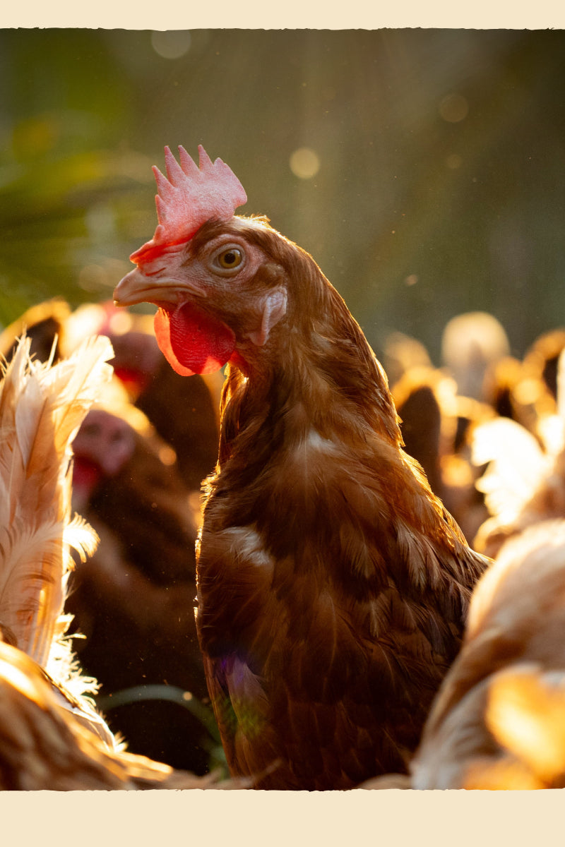 Farm Made Foods - Free Range Eggs, Coconut Candy, Ladoo & Sugar
