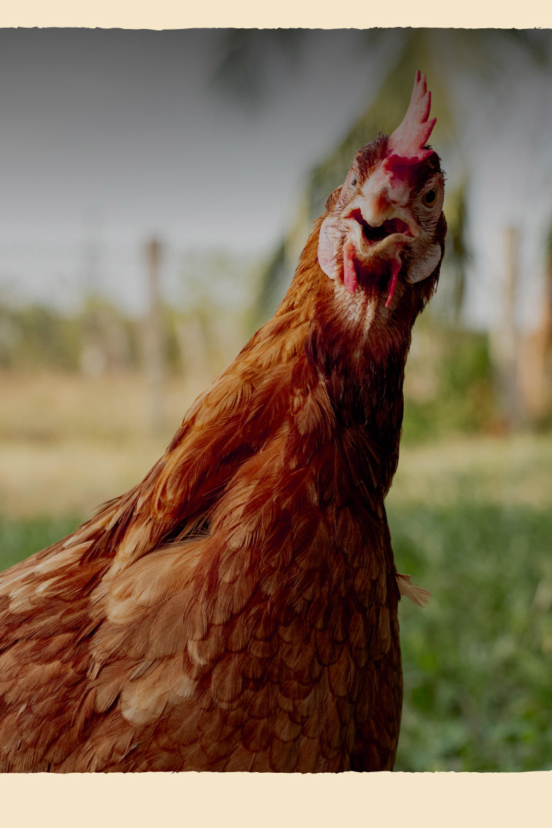 Farm Made Foods - Free Range Eggs, Coconut Candy, Ladoo & Sugar